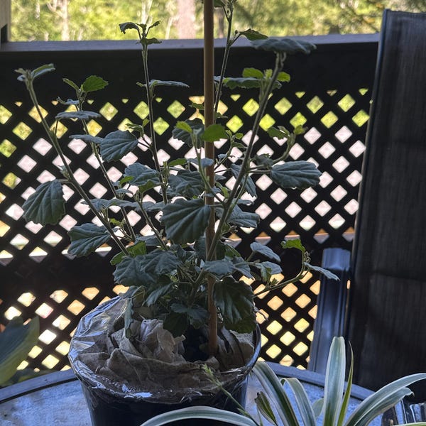 White Lady Banks Climbing Rose - 2 Feet Tall - Ship in 6" Pot - Etsy