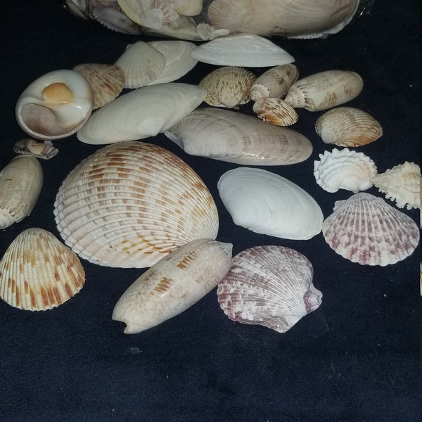 Beach Shells, Beach Seashells, Beach Shell Decor, Craft Shells, Craft ...