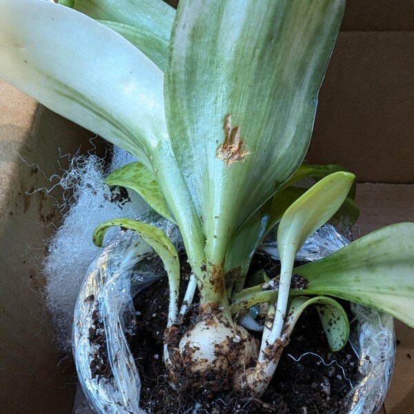 4" African Violet “cabbage Patch” - Etsy