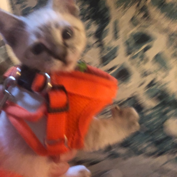 The True Adventurer" Reflective Cat & Kitten Harness and Leash Set for ...