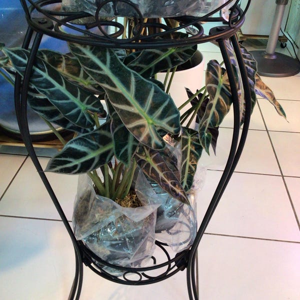 Mican Philodendron Velvet Leaf Philo Indoor & Outdoor Live Tropical ...