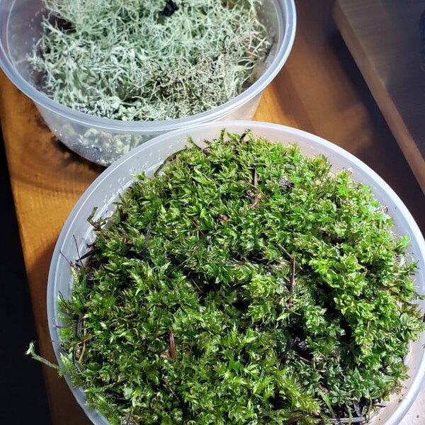 Swan’s-neck Thyme Moss | Mnium Hornum | Terrarium Moss - Etsy