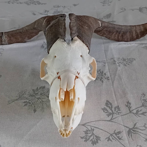 Real Young Goat Skull With Jaw, Perfectly Clean Animal Skull, Real ...