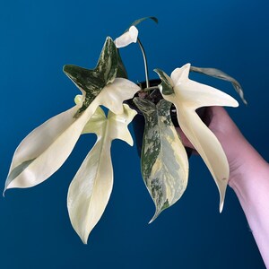 Actual Plant RARE Variegated Alocasia frydek Albo Mint Hybrid Sport ...