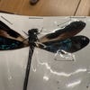 Real Blue Lanternfly, Pyrops Gunjii, Open Wings for All Your Taxidermy ...