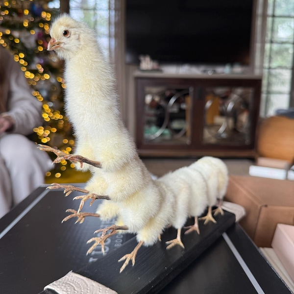 Made to Order. Sixteen Legged Centipede Chicken Taxidermy Curiosity by ...