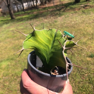 Aloe 'firecracker' 4 Bright, Easy-care Live Succulent Plant for Mini ...