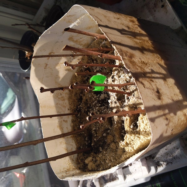 5 Verdone Strawberry Fig Stem Cuttings Green Outside Red Inside SC ...