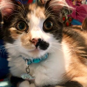 Cat ID tag with Cat Name Tag ID Tag for Cats Stainless | Etsy