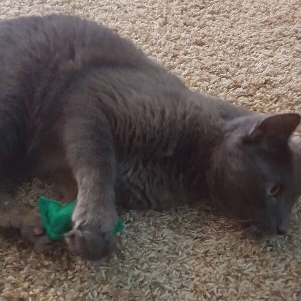 Ohio State Cat Toy Catnip Cat Toy State and City Cat Nip Cat Toy Ohio ...
