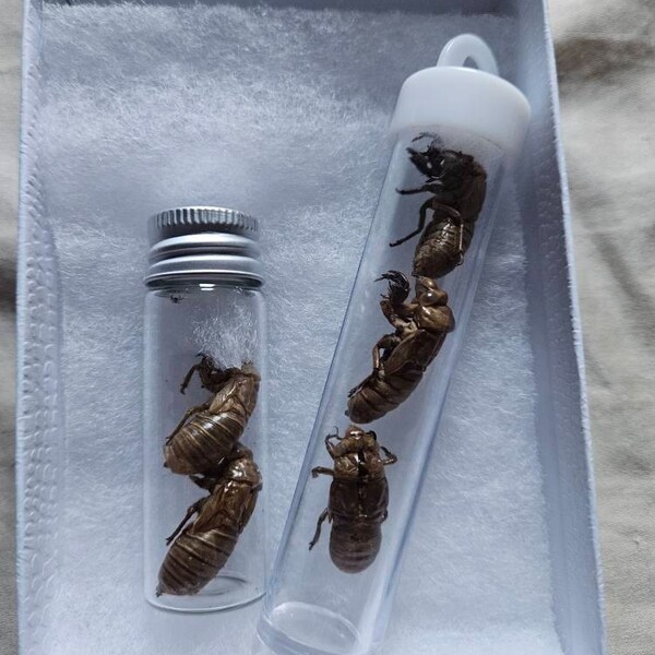 Cicadas XIX Exoskeletons, 2024 Specimen Lot of 15, Great Southern Brood ...