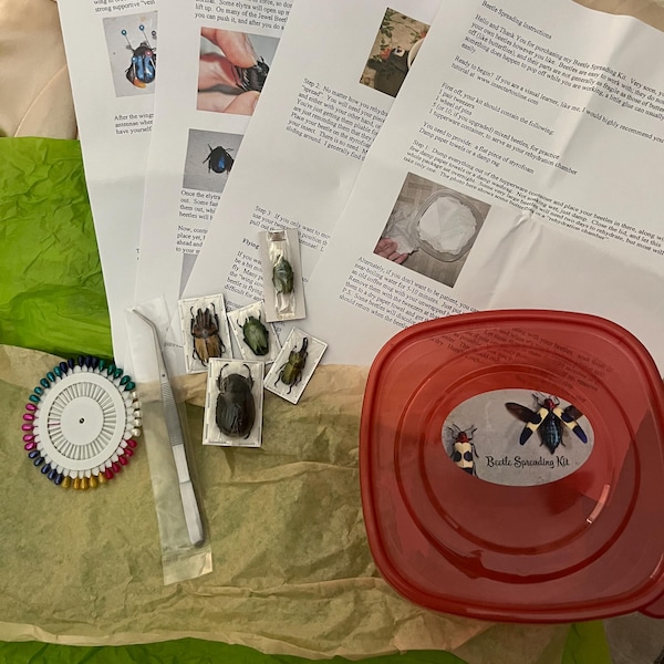 Beetle Mounting Kit for Beginners, With Real Beetles and Tools - Etsy