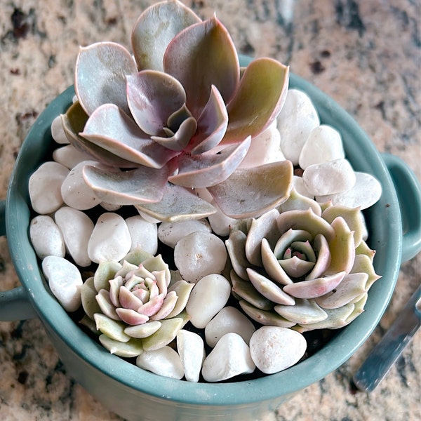 Succulent Mothers Day Gift Box Custom Personalized Card 8 Live ...