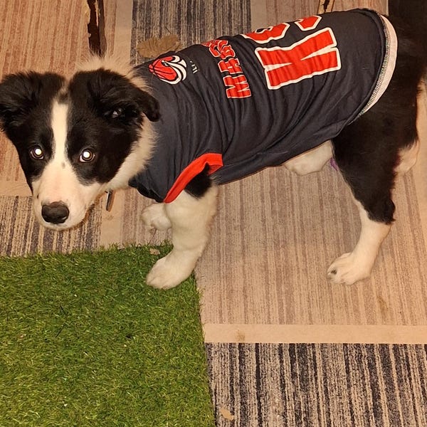 Liverpool FC inspired Personalised Pet Tank Top With Original FC Logo ...