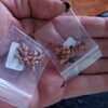 Yellow and Brown Firecracker Sunflower Seeds perennial authentic Seeds ...