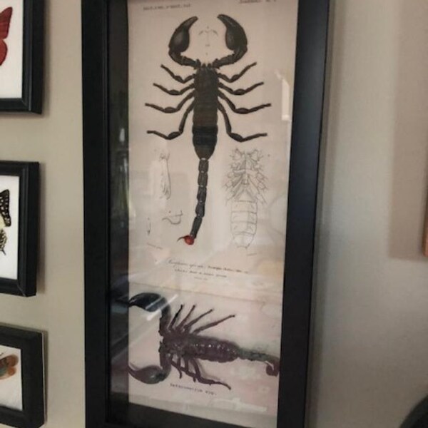 1861 Scorpion Antique Engraving, Orbigny Original Print, French Antique ...