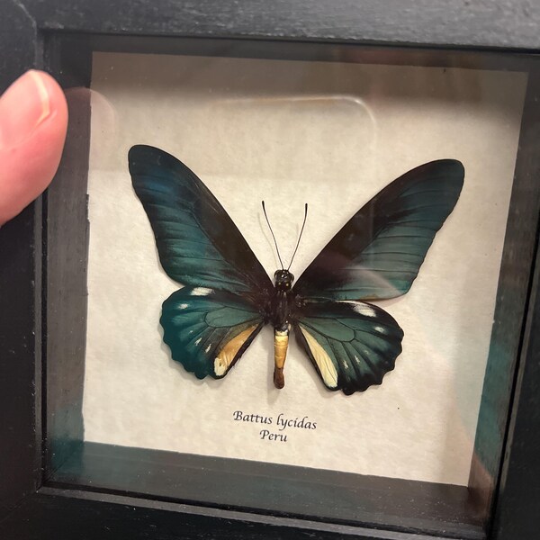 Rare Calleta Silkmoth Framed Taxidermy Eupackardia Calleta - Etsy