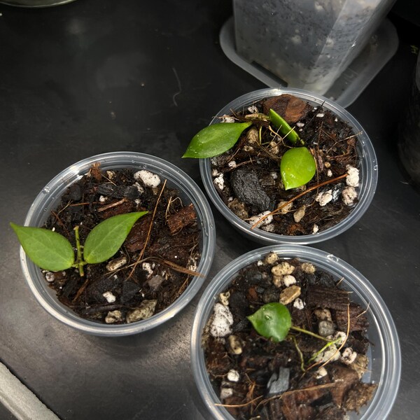 Hoya Chinghungensis Exact Rooted Cutting - Etsy