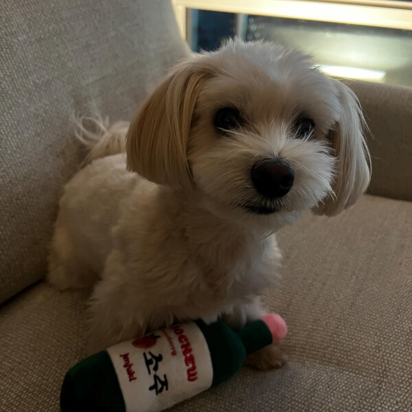 Sochew (soju) Bottle Dog Plush Toys With Squeaker - Strawberry - Grape ...