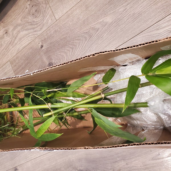 Blue Timber Clumping Bamboo/bambusa- 1 Value Priced Division - Approx ...
