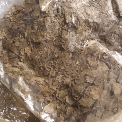 Big Harad Haritaki Mix Terminalia Chebula Tree Seed - Etsy