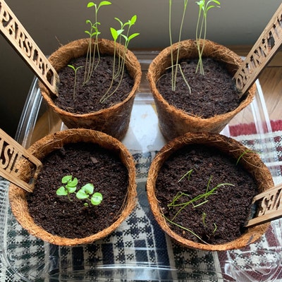 Herb Seeds Set of 4 parsley Chervil Lemon Balm & Chives - Etsy