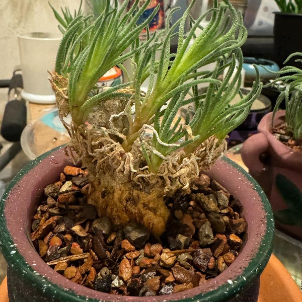 Rare Caudex - Phyllobolus Resurgens, Old Stem, Live Plant (no Leaves ...