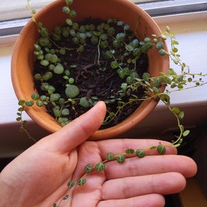 Peperomia Prostrata Turtles on a String Cuttings | Etsy