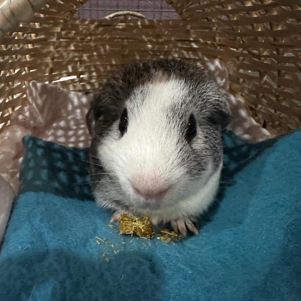 Gourmet Mini Donut Treats for Rabbits | Quality Treats for Rabbits ...