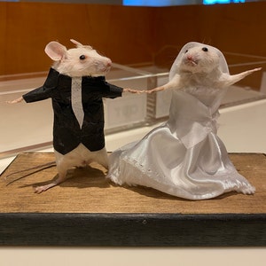 Taxidermy Rat Taxidermy Rat Mount Sculpture Hand Miniature - Etsy