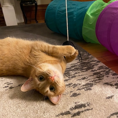 Teaser Wand Spider Cat Toy, Scary Spider Cat Toy, Dangling Teaser Wand ...