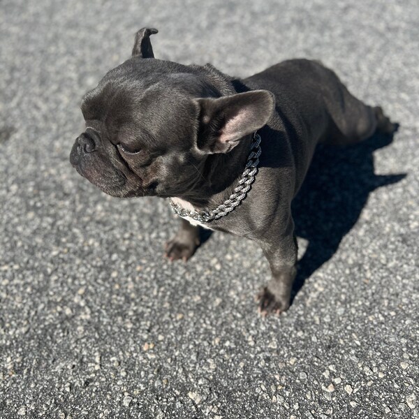 Silver Iced Out Cuban Link Dog Chain/ Custom Dog Chain, Handmade Dog ...