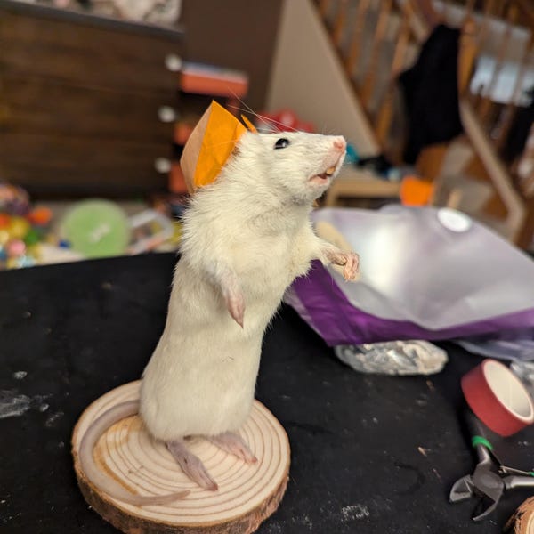 Do It Yourself Rat Taxidermy Kit With Real Rat Skin - Etsy
