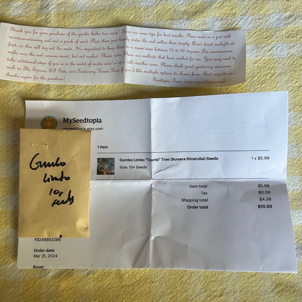 Gumbo Limbo "tourist" Tree (bursera Simaruba) Seeds - Etsy