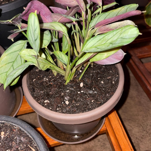LIVE 4 Pot Syngonium Nephthytis / White Butterfly, Arrowhead Plant ...