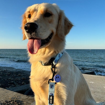 Custom Pet Tag for Dogs and Cats Personalized Weiner Hot Dog - Etsy