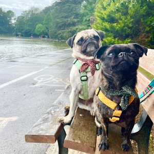 Dog Tag Bunny Chaser Dog Tag Funny Pet Tag Dog ID Tag | Etsy