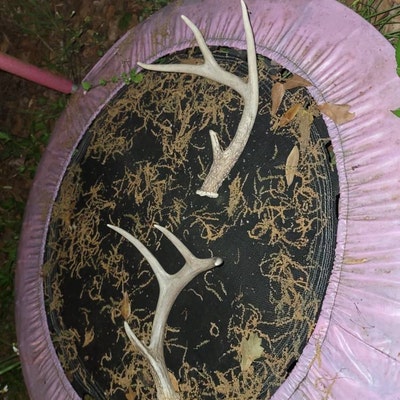 Bulk Deer Antlers Naturally Shed Real Whitetail Deer Antler Craft Grade ...