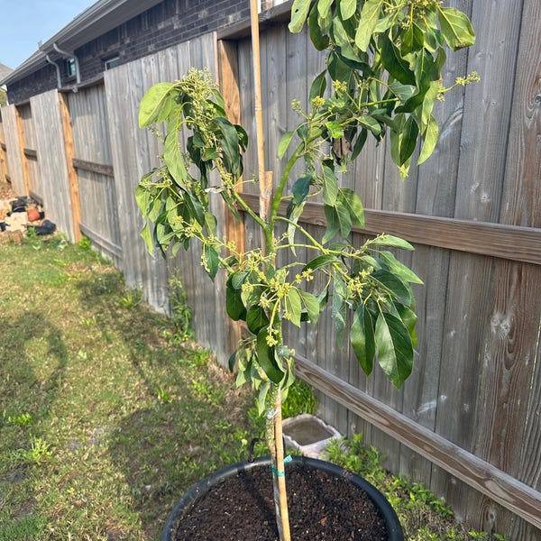 Tall Grafted 'giant Fuyu' Persimmon Tree - Fast Fruit Bearing - Rare ...