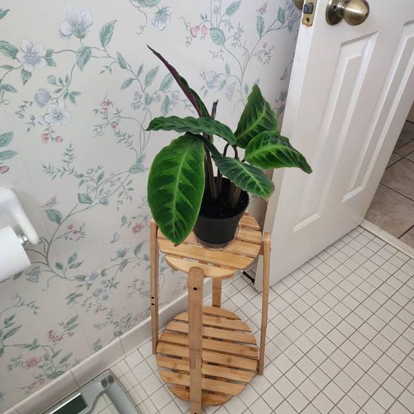 Tradescantia Bubblegum Nanouk Plant - 4 Inch Pot - Optional Decorative ...