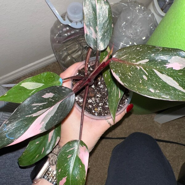 Philodendron Pink Princess PPP **(ALL Starter Plants Require You to ...