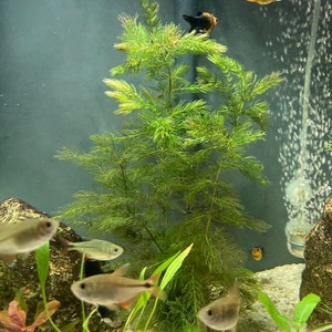 Easy AQUARIUM PLANTS Hygro Blue hygrophila Salcifolia Buy2 | Etsy