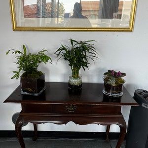 2 Pack Pixie Cup Live Lichen Moss for Terrariums Fairy Gardens | Etsy