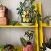 Set of 3, 12in U-shape Medium Trellis for Indoor House Plants, Hoyas ...