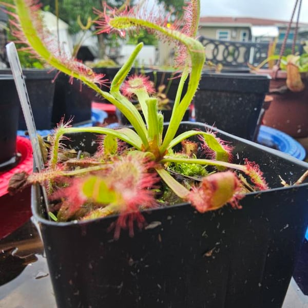 Carnivorous Plant Soil (pygmy Sundew Mix) - Etsy