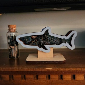 Shark Teeth MEGALODON Shadow Box for Shark Teeth, Small Shells, Fossils ...