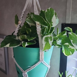 Silver Splash Pothos Scindapsus Pictus Exotica - Etsy