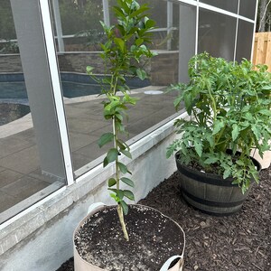 Thornless Mexican Key Lime Tree 26-30 Tall Gallon - Etsy