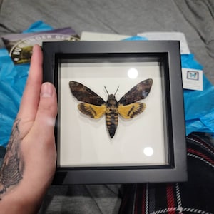 Real Mounted Death Head Moth Taxidermy Display UV Blocking Glass - Etsy