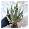 Ferdinand Agave, King of the Agave, Nickelsiae, Agave, Cactus ...